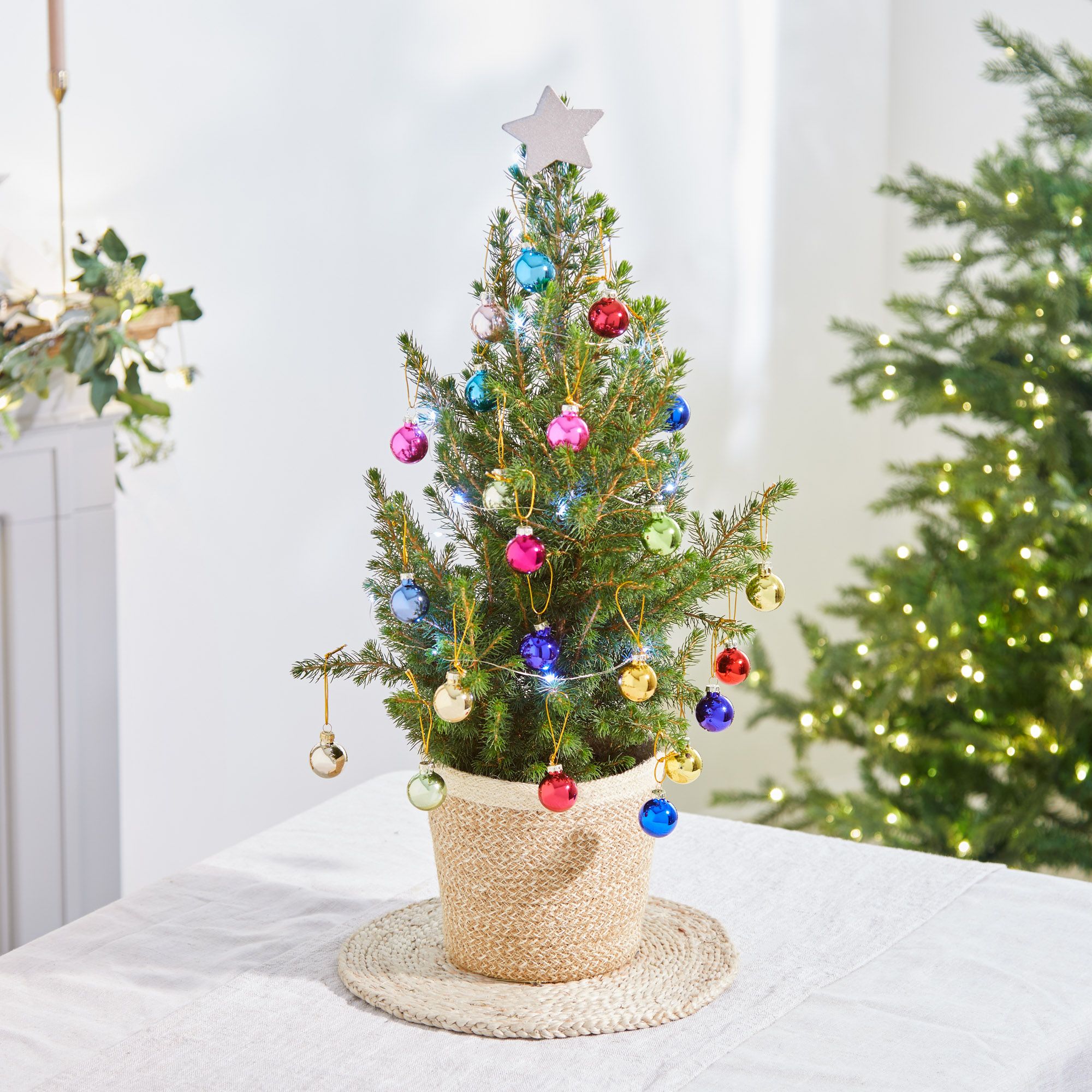 Send Real Mini Christmas Trees in the post | Arena Flowers