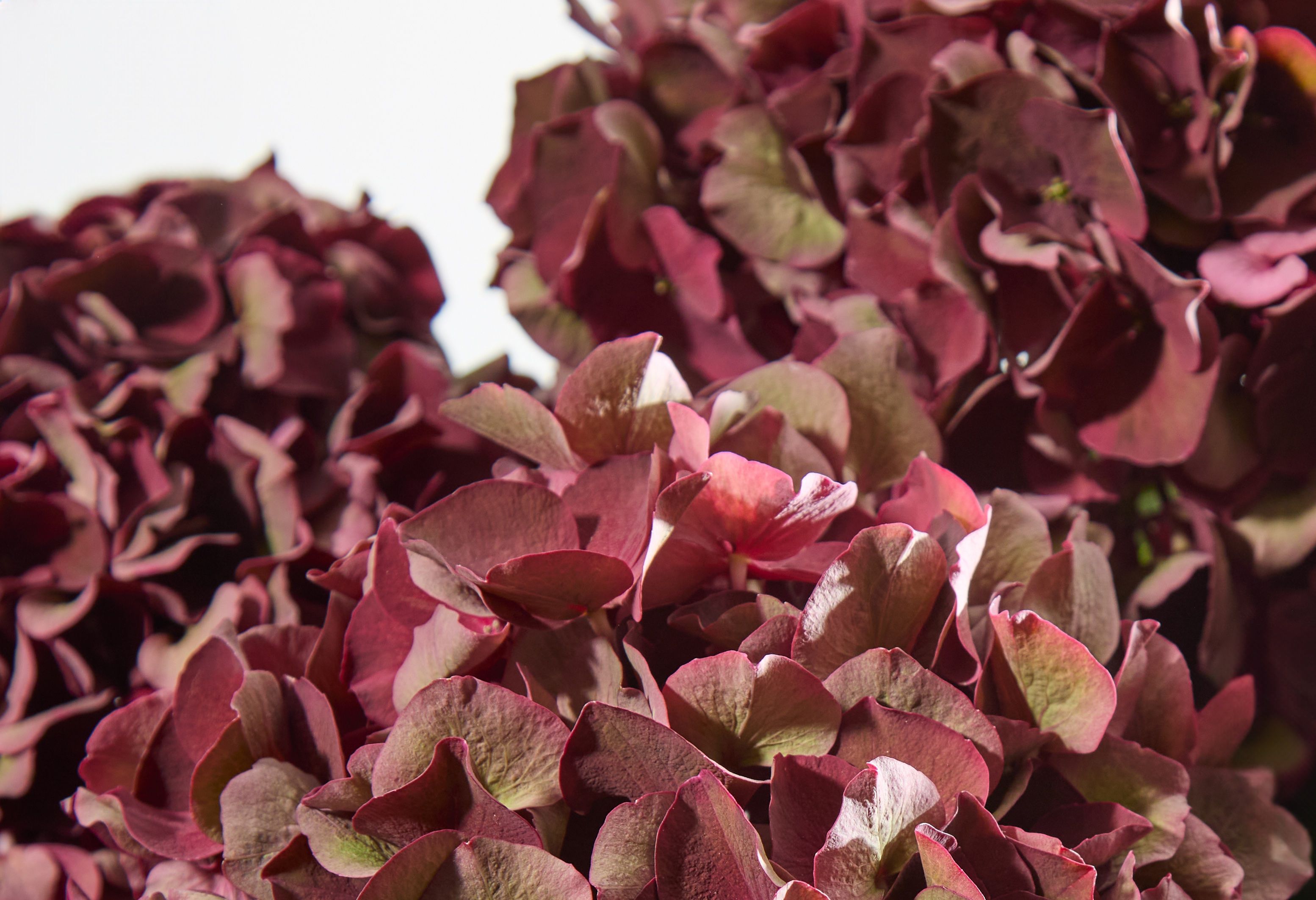 A complete guide to hydrangeas: symbolism and care tips | Arena Flowers