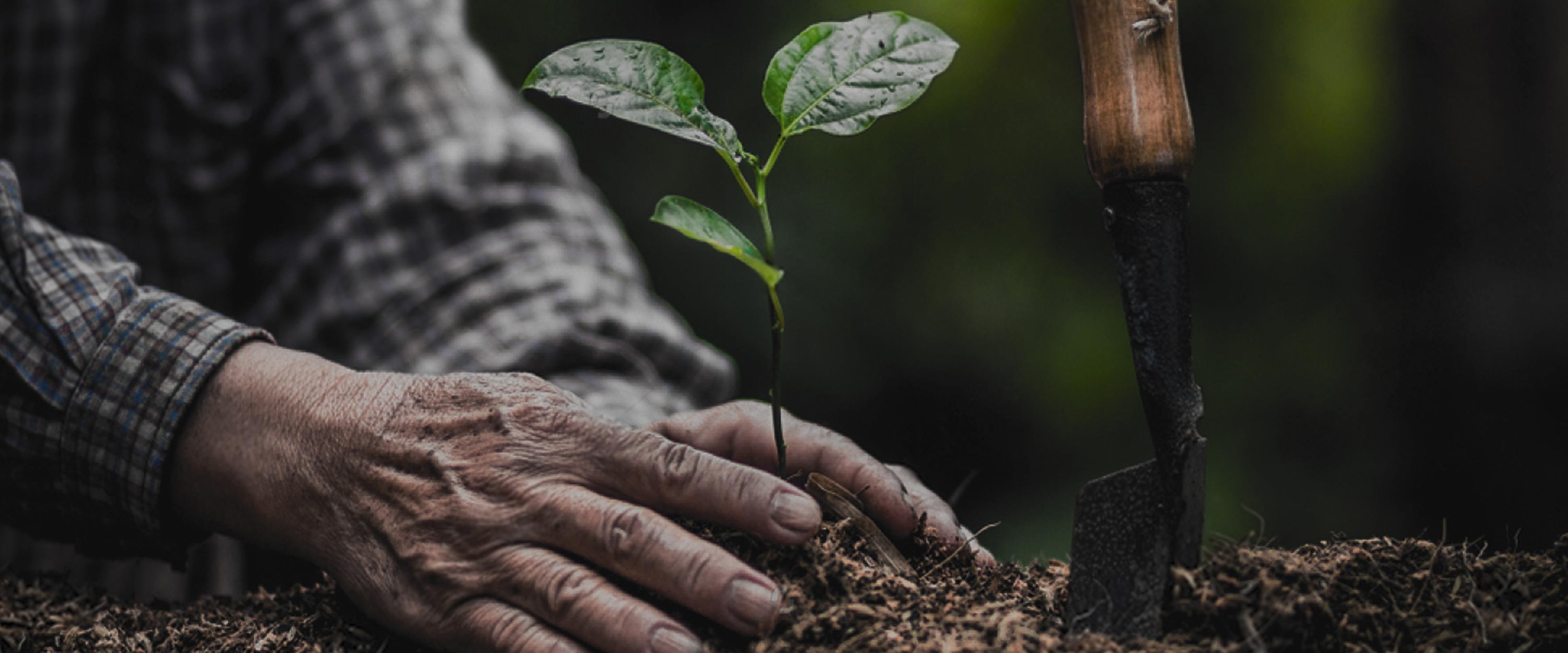 Buy Flowers. Plant Trees | Arena Flowers