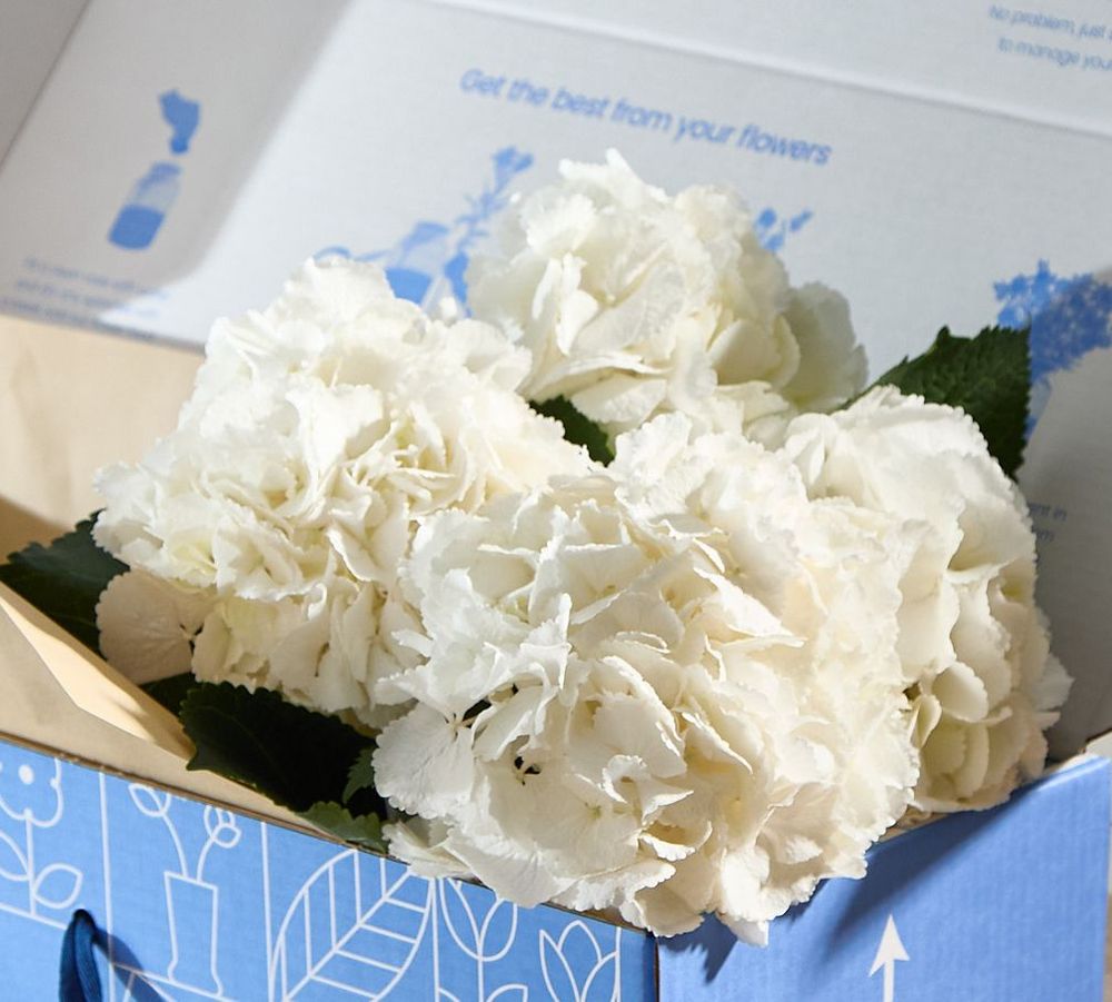 Arena Flowers - The UK's most ethical florist