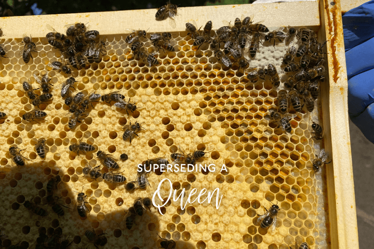 The honey bees are plotting: Superseding a queen