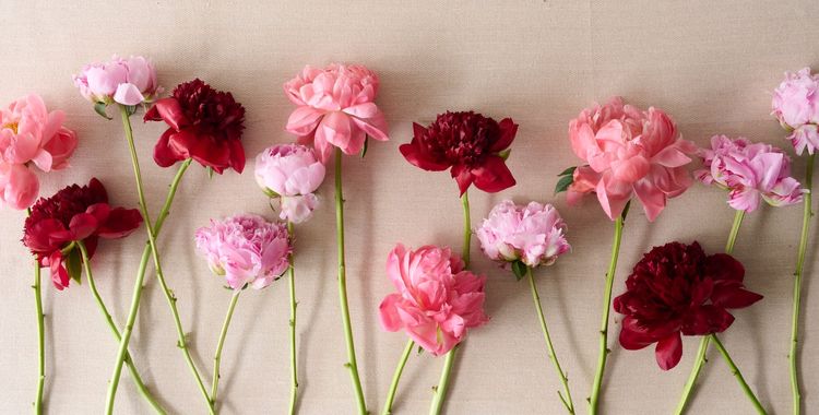 A Guide to Cut Peonies: Symbolism, Colours and Care Tips | Arena Flowers