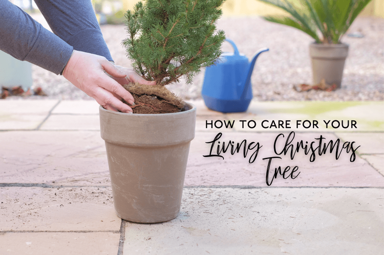 How to care for your living Christmas tree