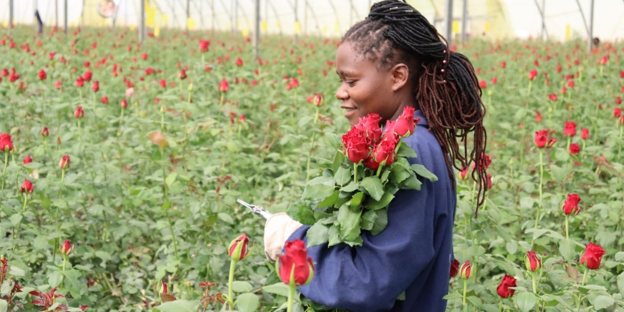Sustainability at Arena Flowers