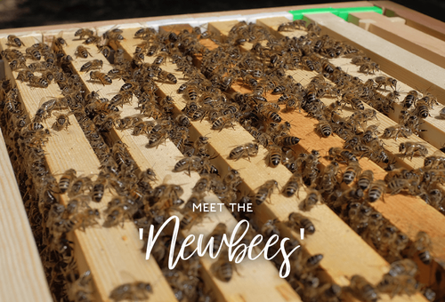 Meet the 'newbees'